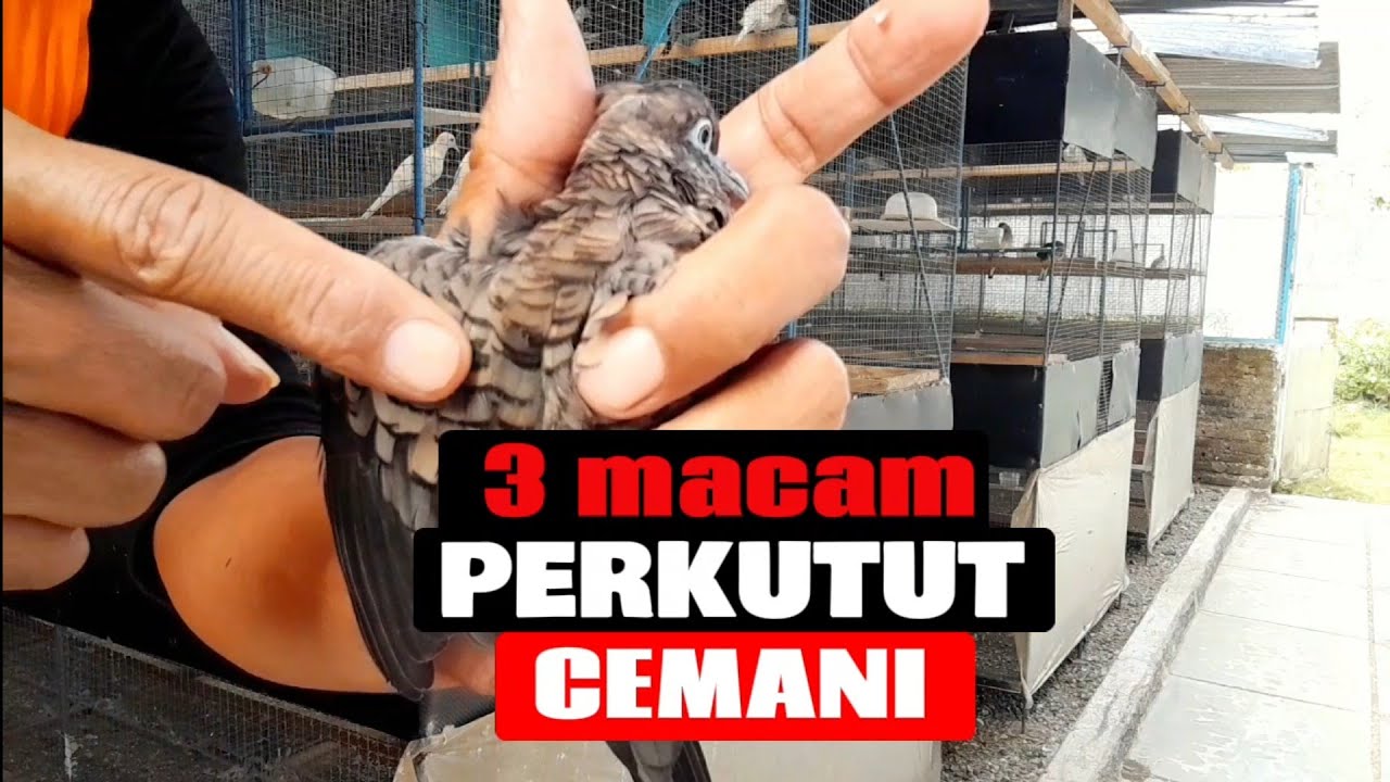 3 Macam Perkutut Cemani - YouTube