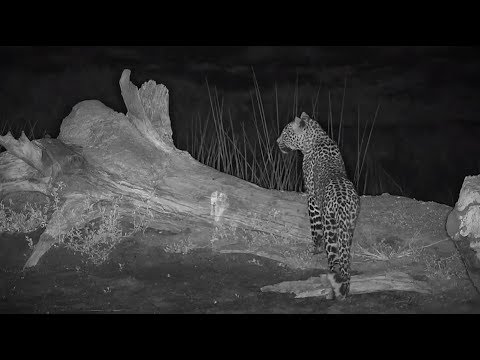 April 13- Young leopard Tlalamba at the Djuma pan in the early morning ...