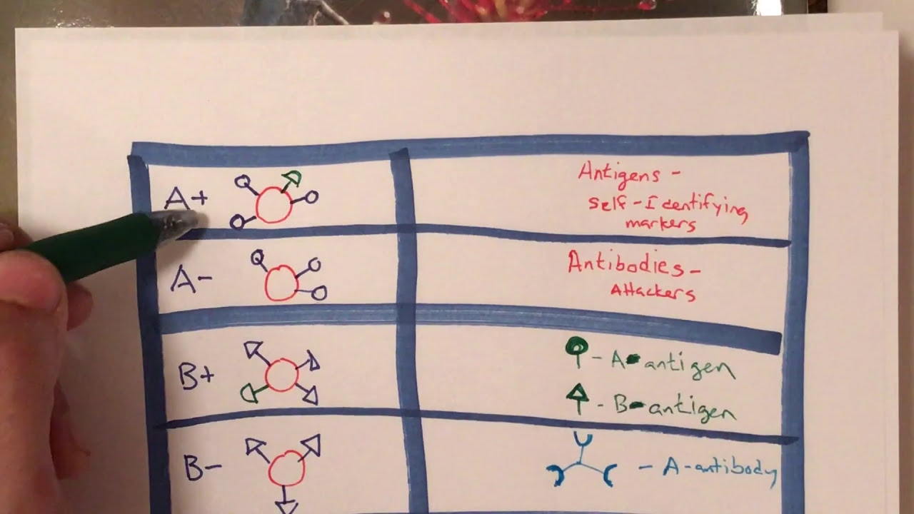 Blood Typing and Transfusions - YouTube