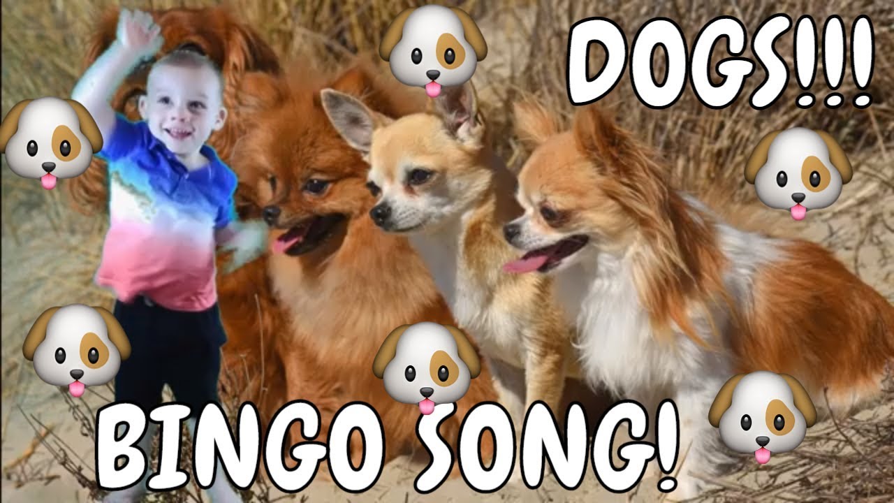 Hey Nash! BINGO Song, there was a farmer who had a dog, BINGO was his ...