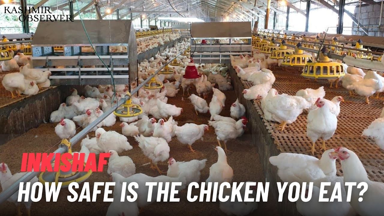 How Safe Is The Chicken You Eat? | INKISHAF | Kashmir Observer - YouTube