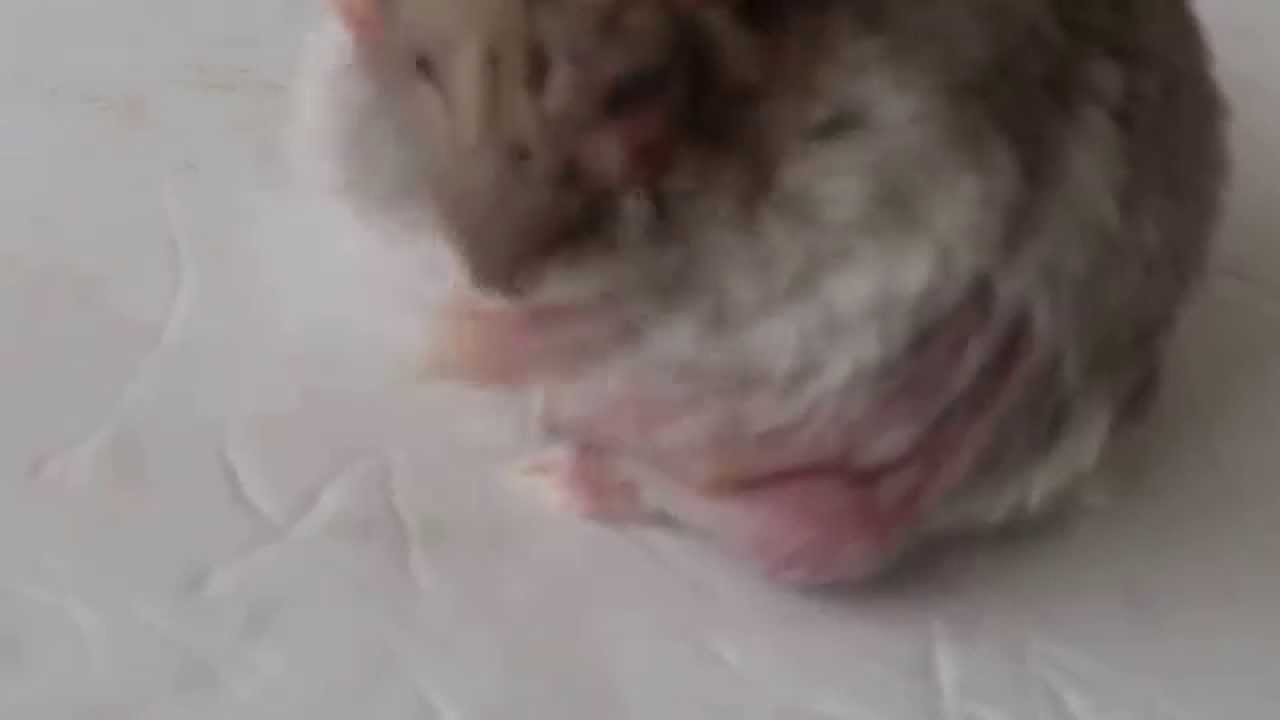 Review: Day 3, there is pus in subconjunctival abscess lanced - YouTube