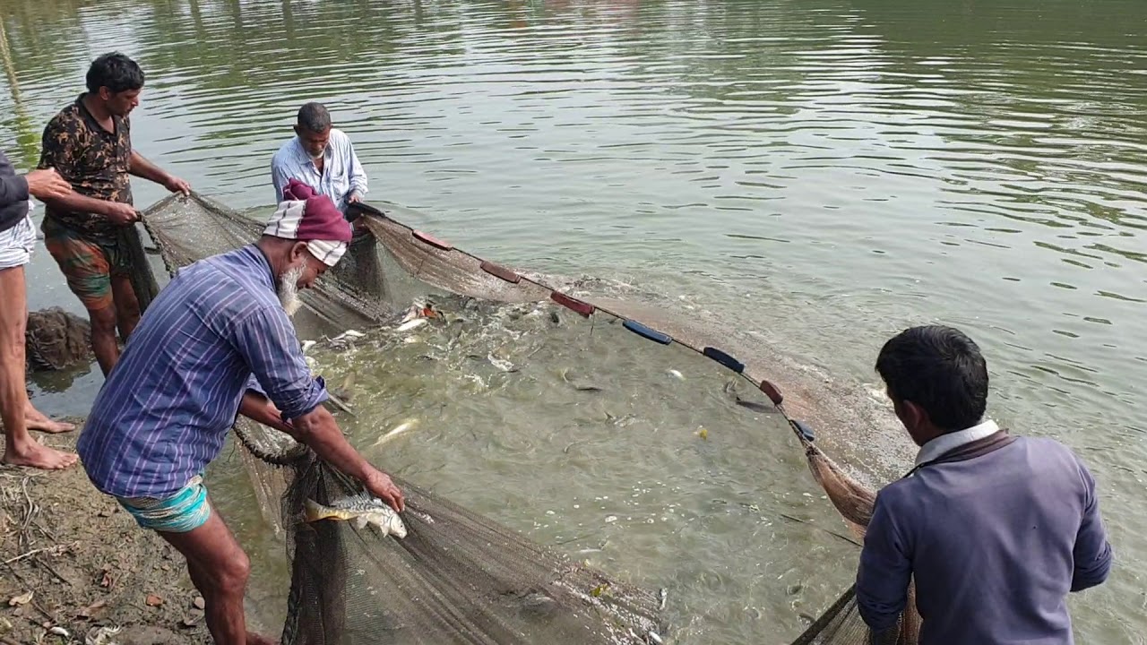 Big Fish catching From pond People are catching fish using the fishing ...