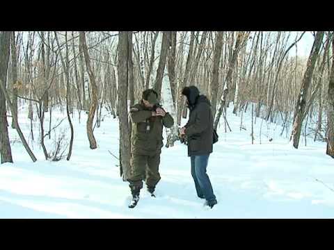 По следам тигра
