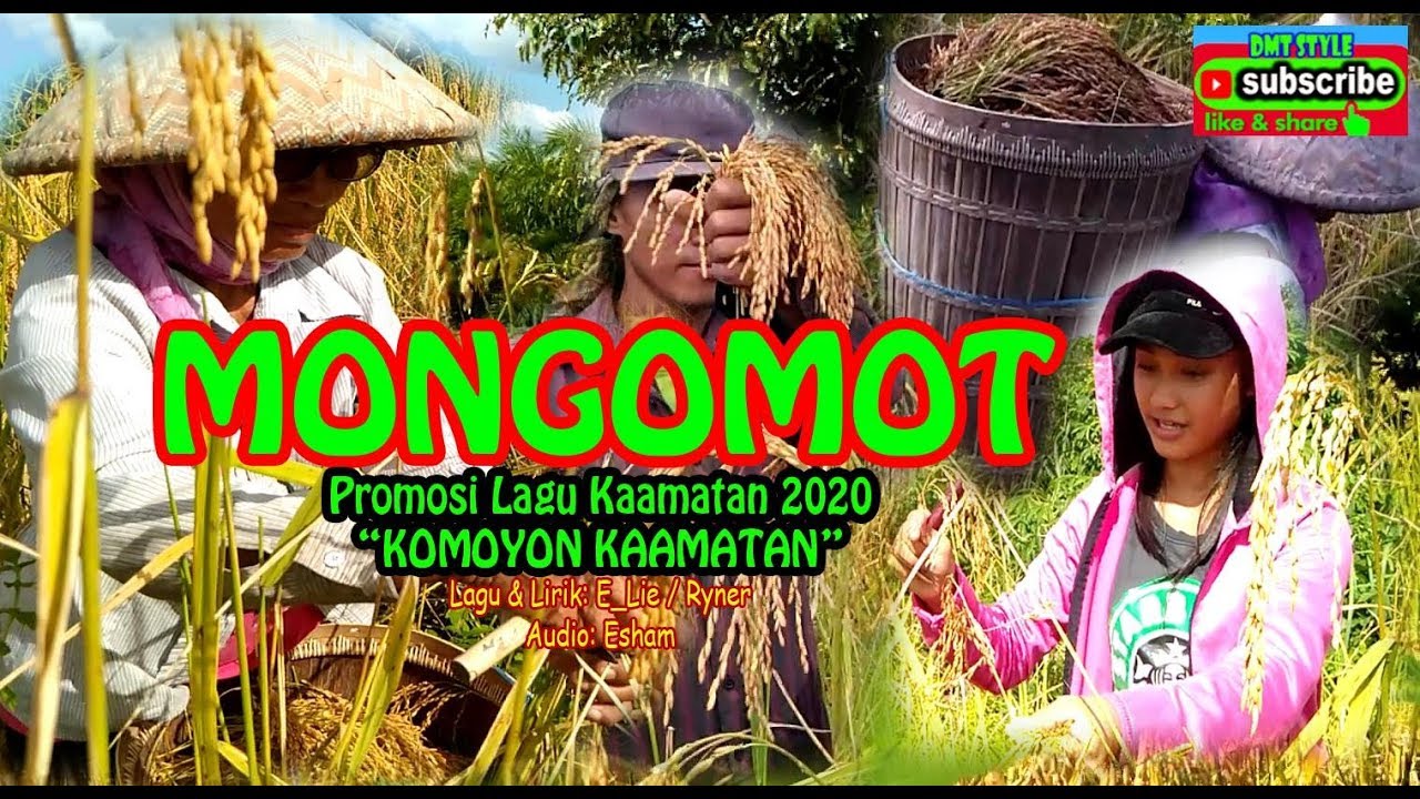 MONGOMOT (MENGATAM PADI) / MENUAI PADI / TRADITIONAL METHOD OF PADDY ...
