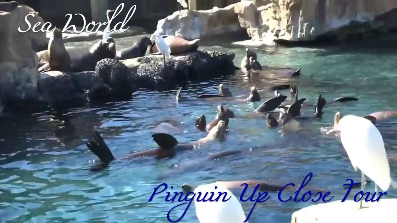 Penguin Up Close Tour - Sea World - YouTube