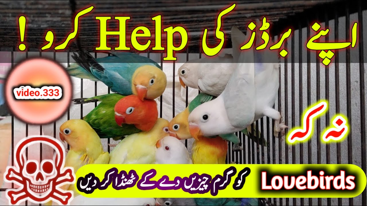 Appne Lovebirds ki Help Karo | Birds Care Tips #lovebirds - YouTube