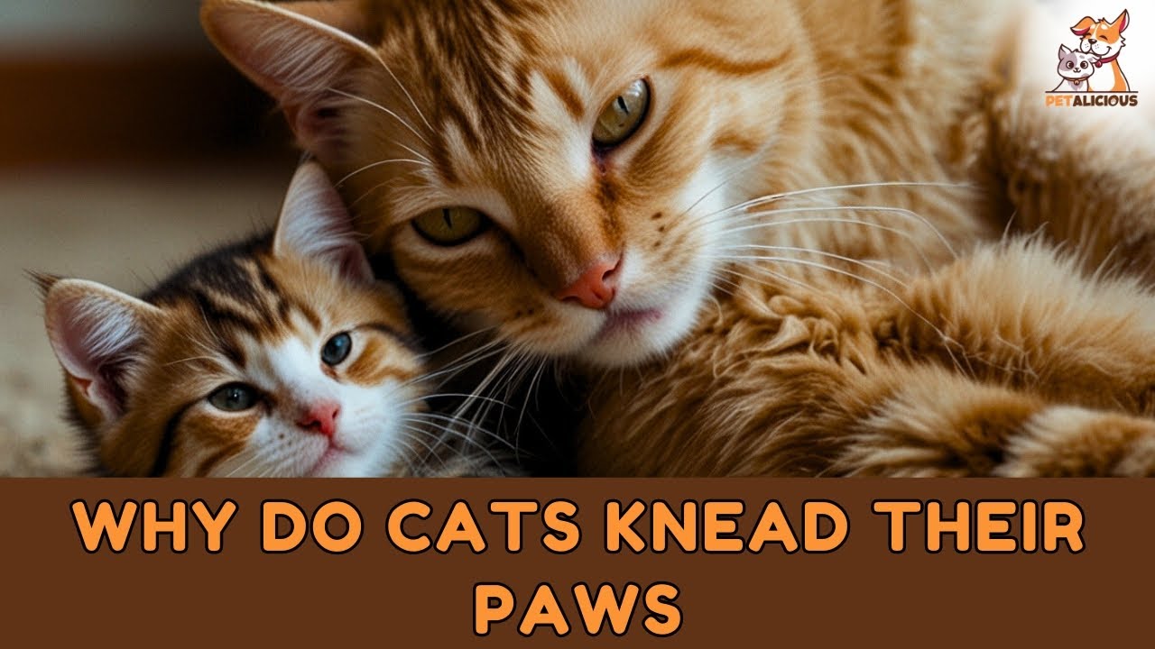 Why Do Cats Knead Their Paws? Explained with Fascinating Insights 😺| # ...