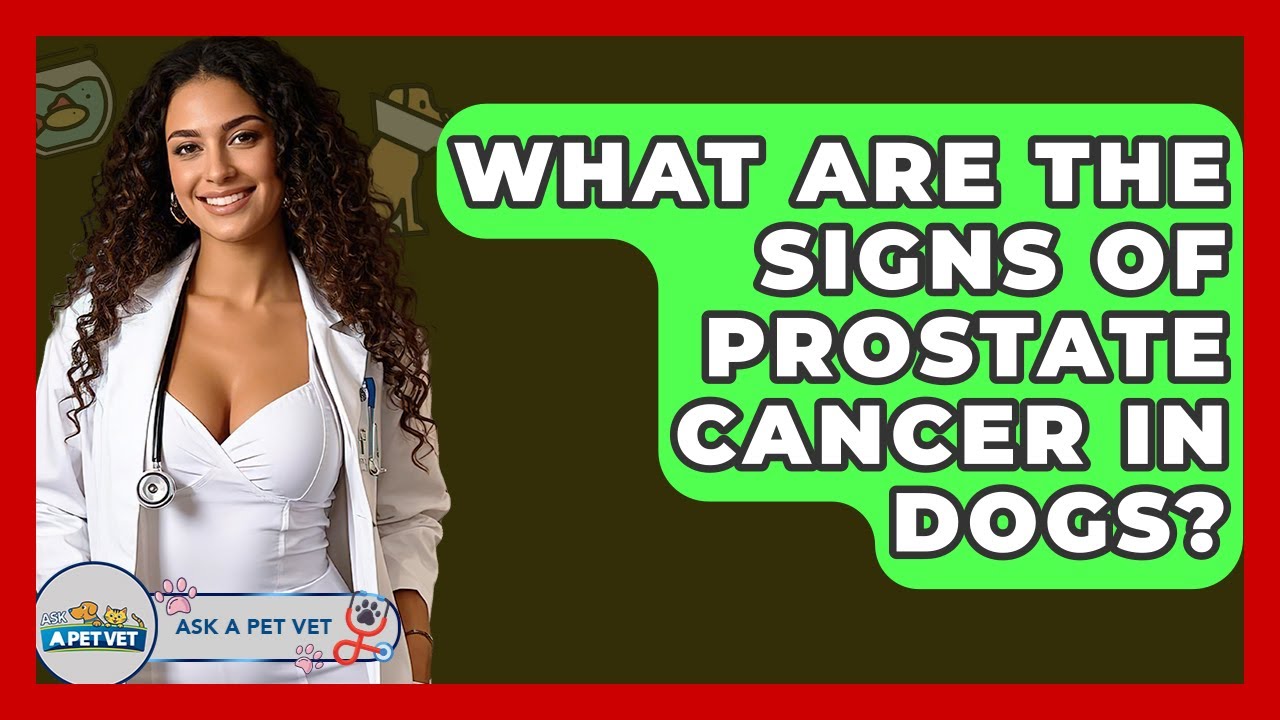 What Are The Signs Of Prostate Cancer In Dogs? - Ask A Pet Vet - YouTube