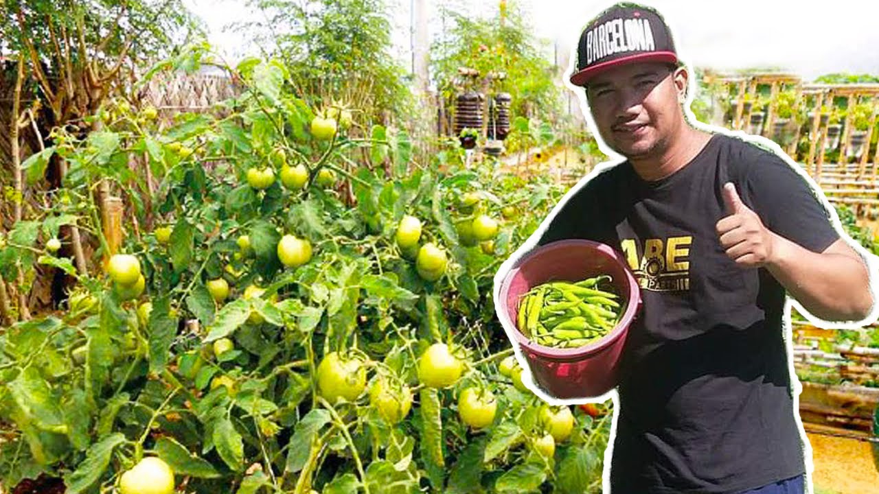 Paano Mag Tanim Ng Kamatis? + Syngenta Demo Farm + Ilokanong Ulam ...
