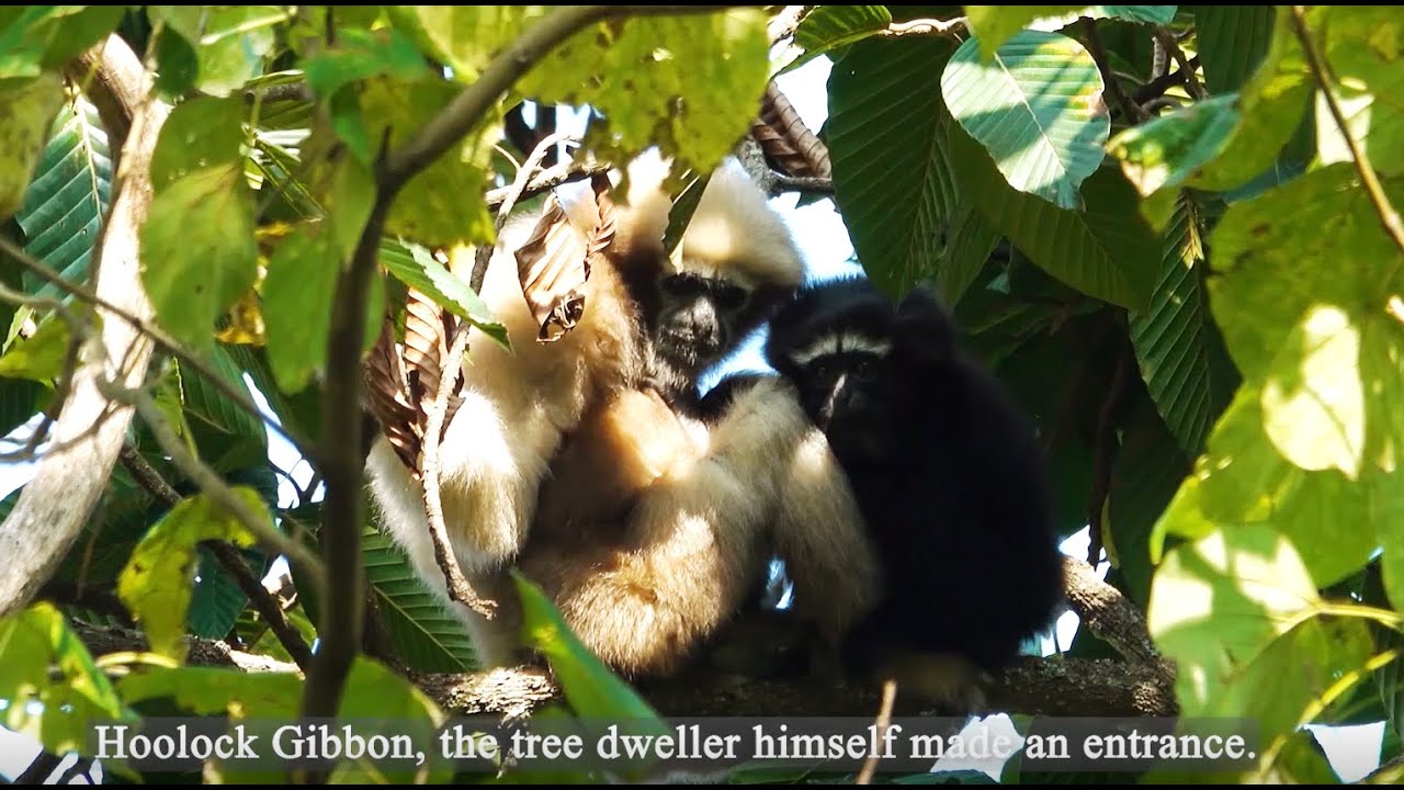 Changlang tourism 2024 - YouTube