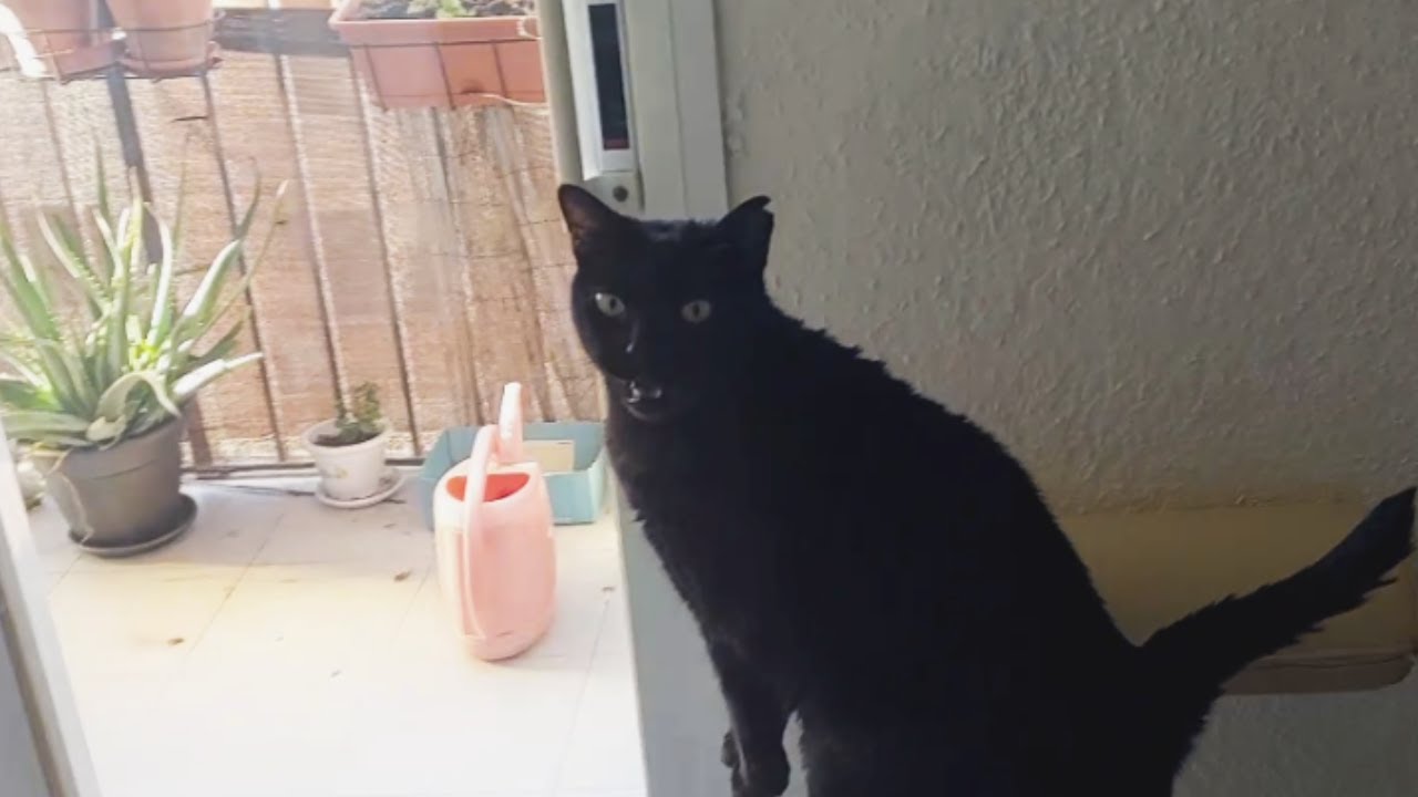 Meow, Can You Open The Door? #Jules and cameo from #Emma - YouTube