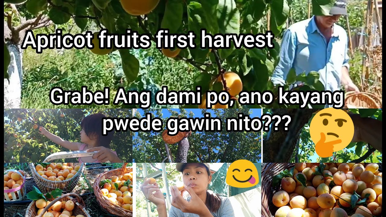 First Apricot Fruits Harvest / Summer Is The Best A Lot Of Fruits ...