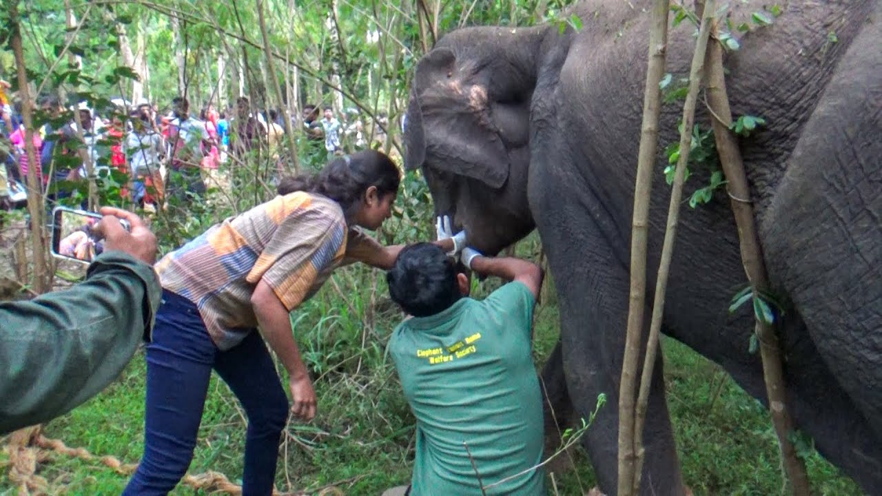 Elephant Caught in Hakka Patas (Food Poisoned) Trap Saved by Wildlife ...