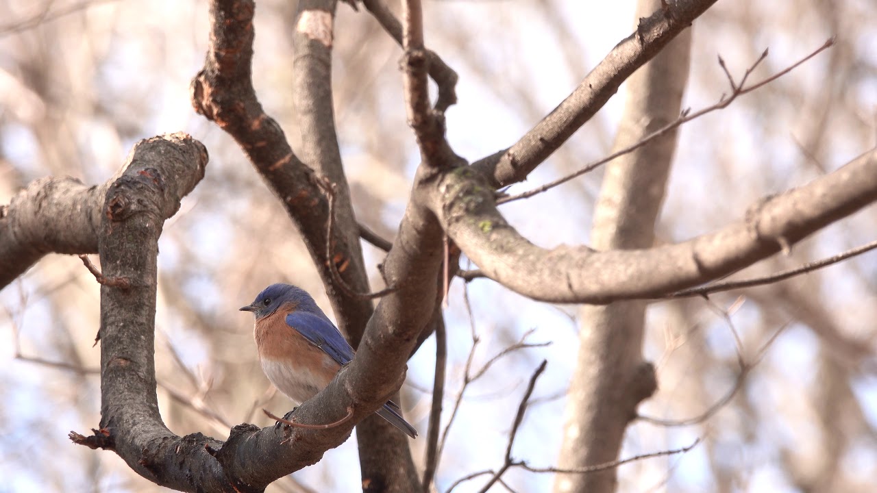 Eastern Bluebird call 4k - YouTube