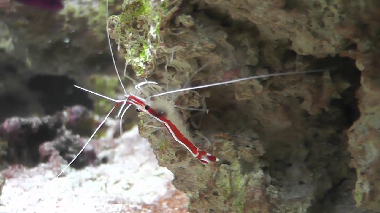 Lysmata amboinensis (HD) - YouTube