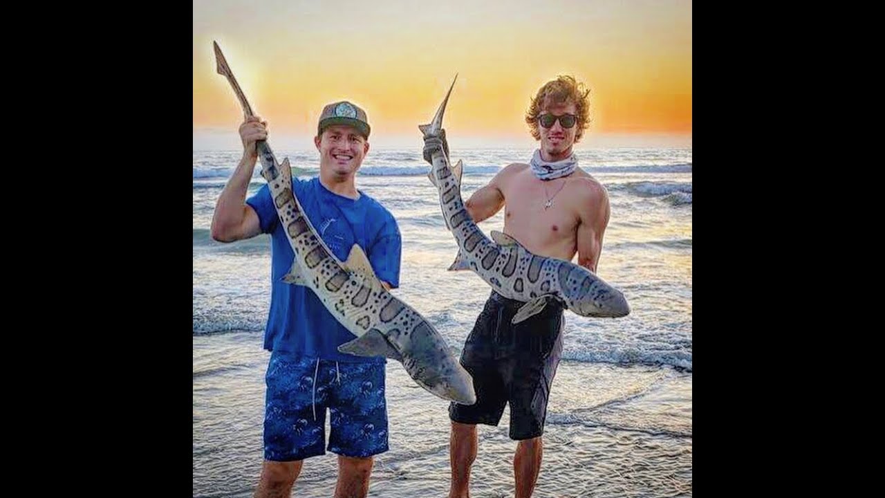 Leopard Shark Fishing! How to Catch Big Sharks from the Beach - YouTube