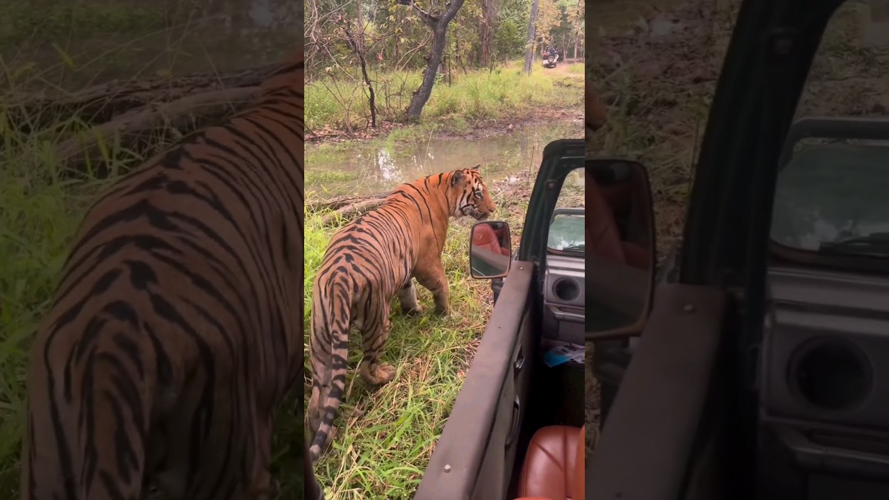 Bengal Tiger in India | Tiger Safari | Indian Tiger 🐅 in Wildlife ...
