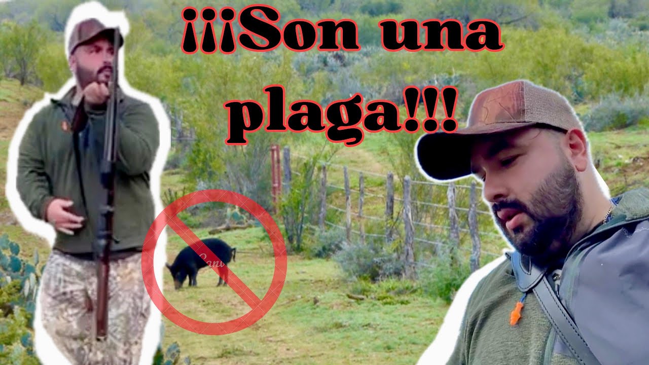 Cacería de marrano alzado!!! (wild boar). Temporada 2023-2024 - YouTube