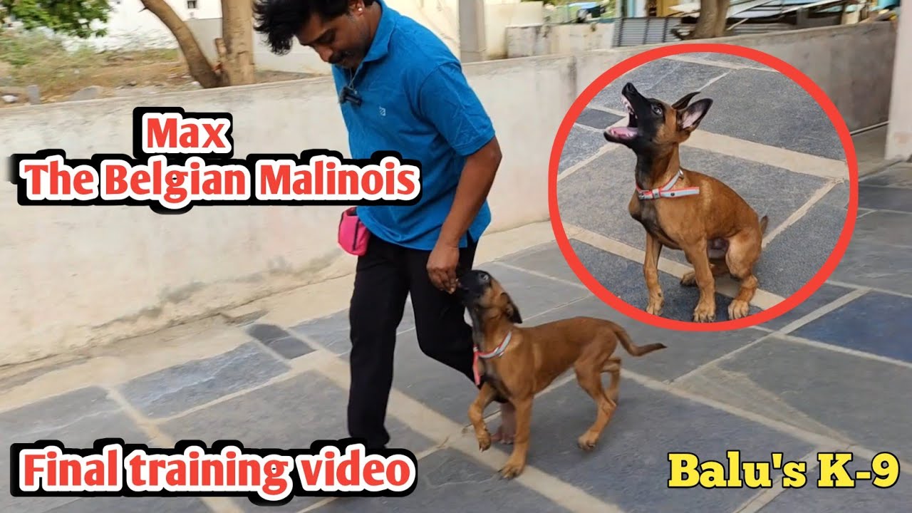 Max The Belgian Malinois Puppy basic obedience training final video @BalusK9Dogtraining - YouTube