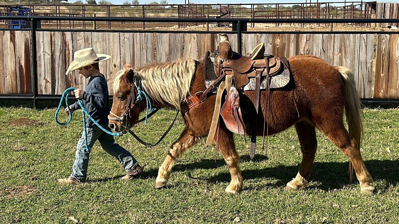 Grandpa - 16 Year Old Pony - YouTube