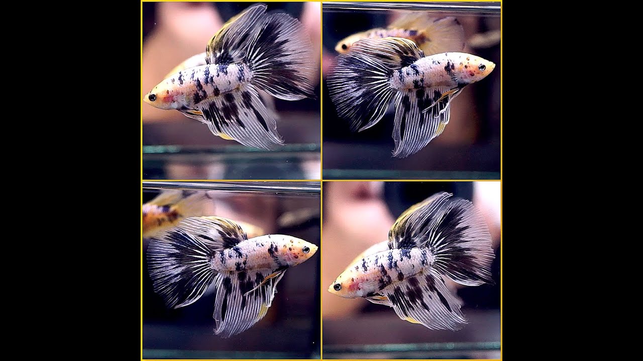 Live Betta Fish Fancy YELLOW NAVY DALMATIAN Halfmoon HM Male #192 - YouTube