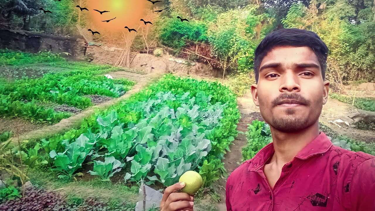 Mera khubsurat sabji ka khet 🌾🌿 - YouTube