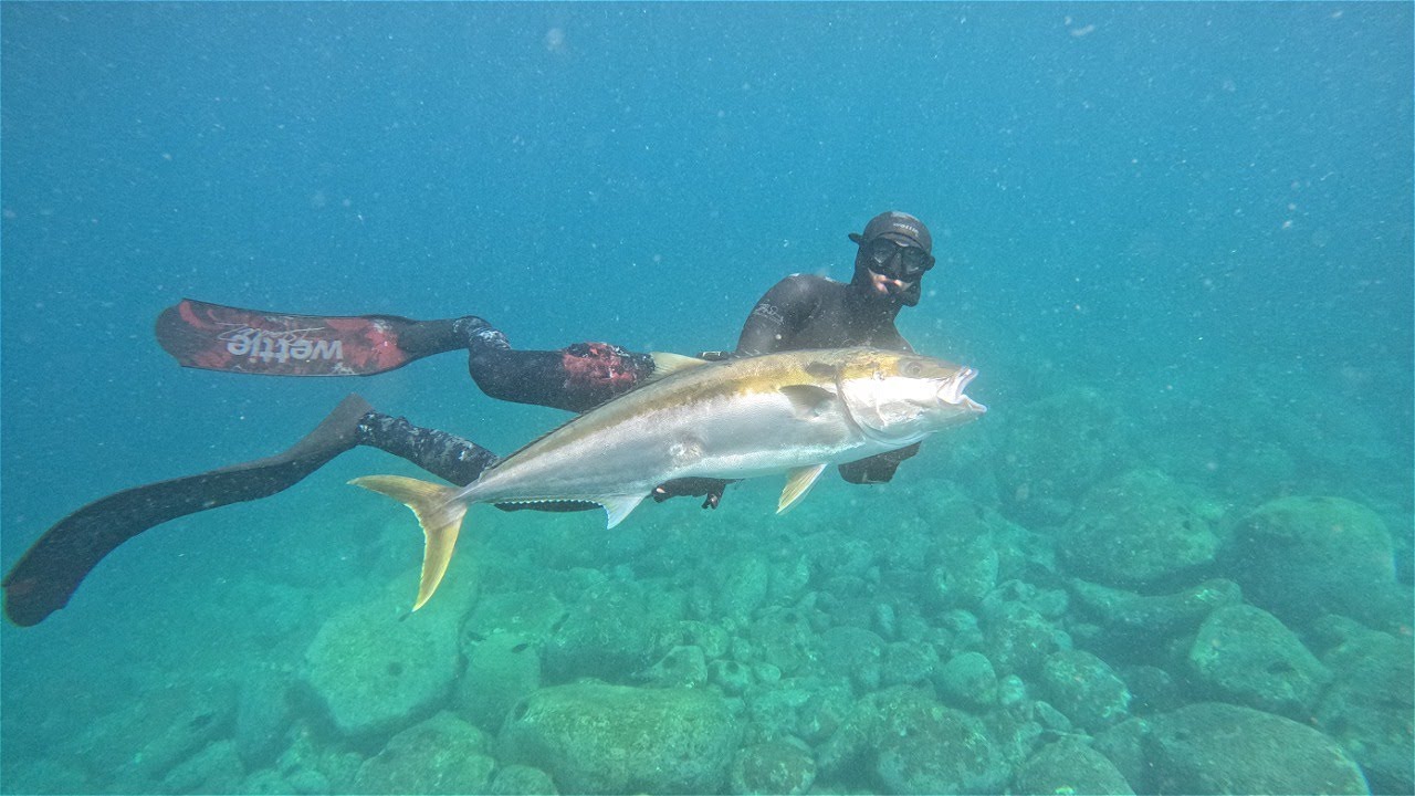 Where to find fish in New Zealand? | Reef Edge SPEARFISHING - YouTube