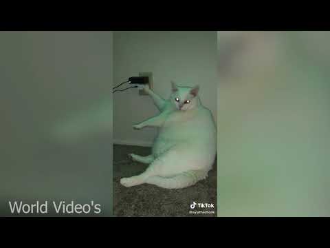 TikTok Komik Hayvanlar #2 (TikTok Funny Animals # 2)
