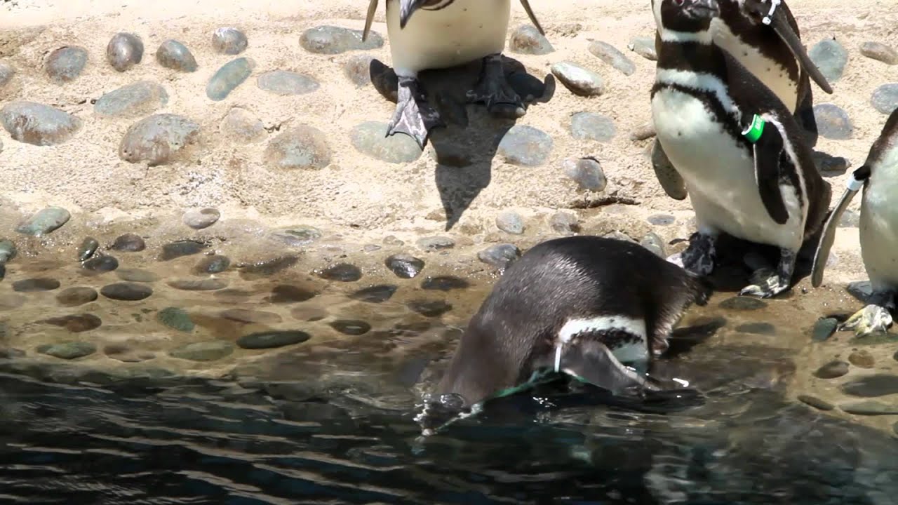 Honda Solar Panels Help Power New Aquarium of the Pacific Penguin ...