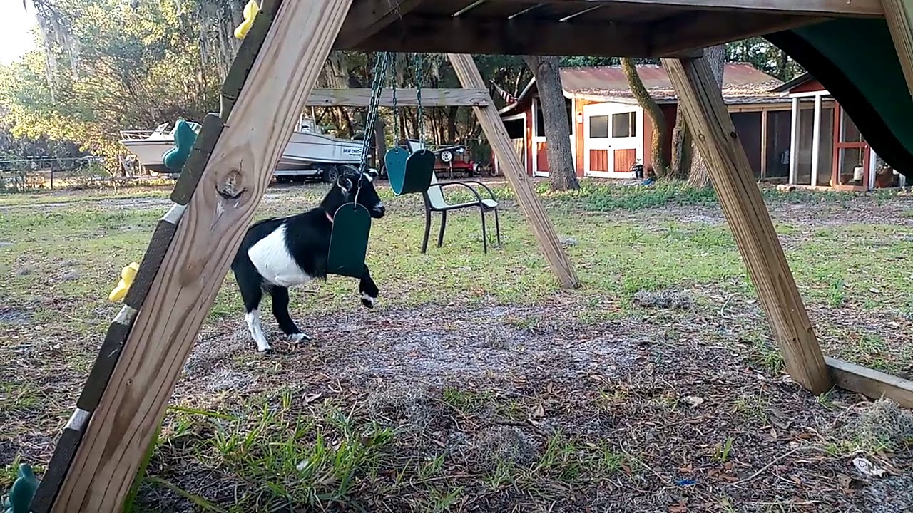 Goat plays on swing - YouTube