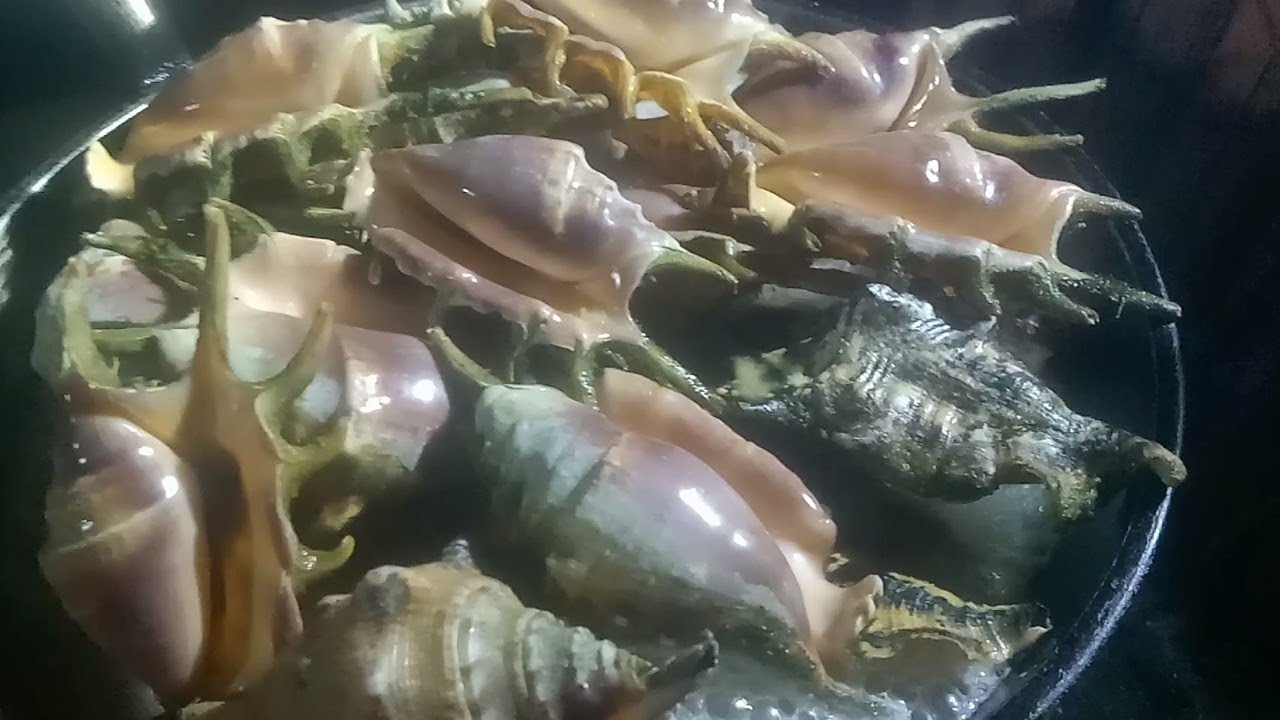 Ginataang Shells recipe /Saang/Lima2x/kinhasun recipe/Israel sebuala ...
