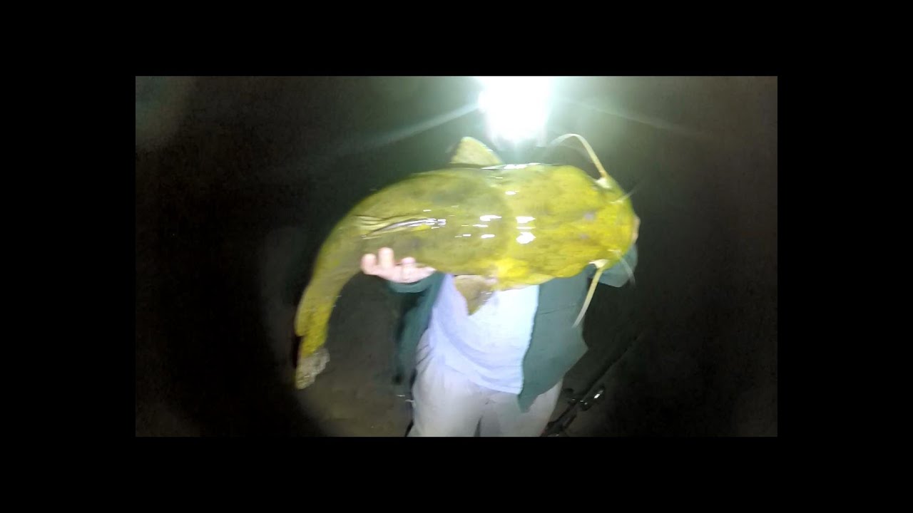 Colorado River Flathead Catfish - YouTube