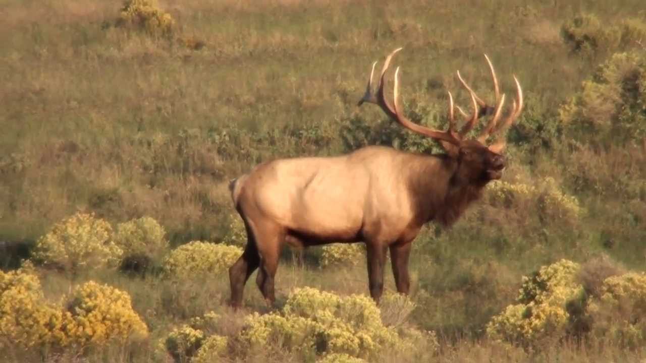 Unit 10 Elk Hunts - YouTube