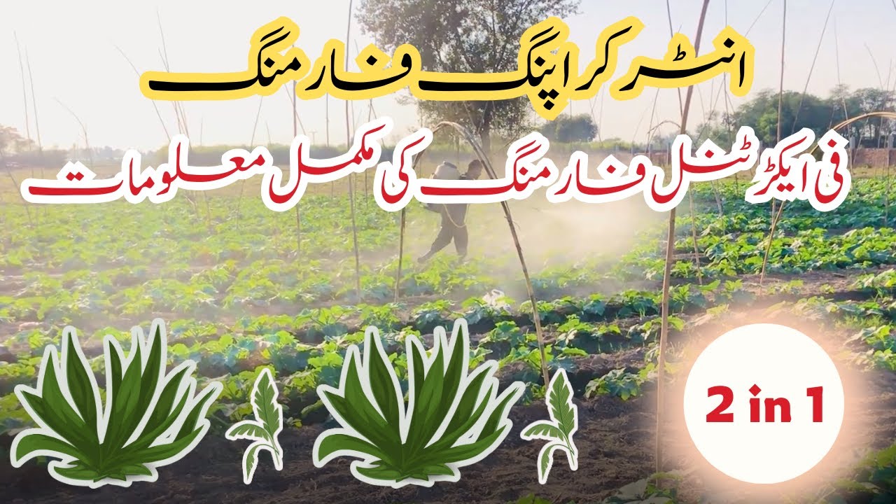 Walking tunnel farming || inter cropping farming - YouTube
