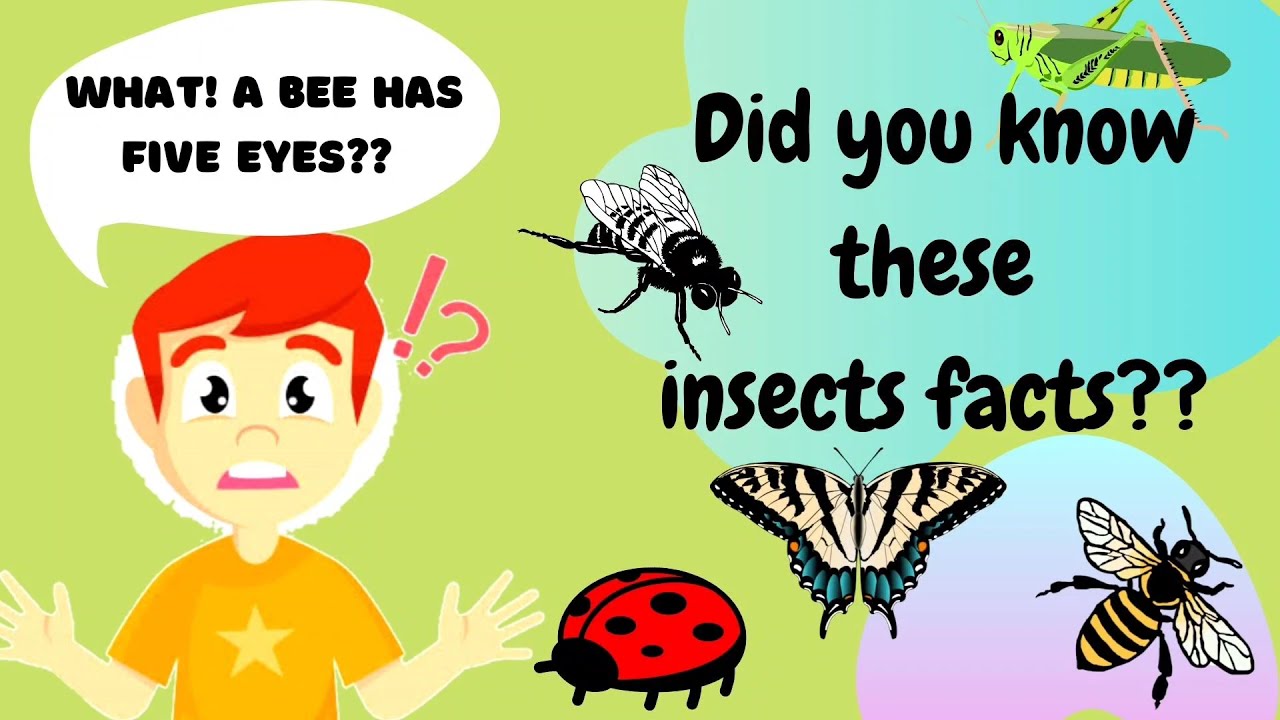 Insects Facts For Kids Preschool Learning Did You Know These Insects insects-facts-for-kids-preschool-learning-did-you-know-these-insects