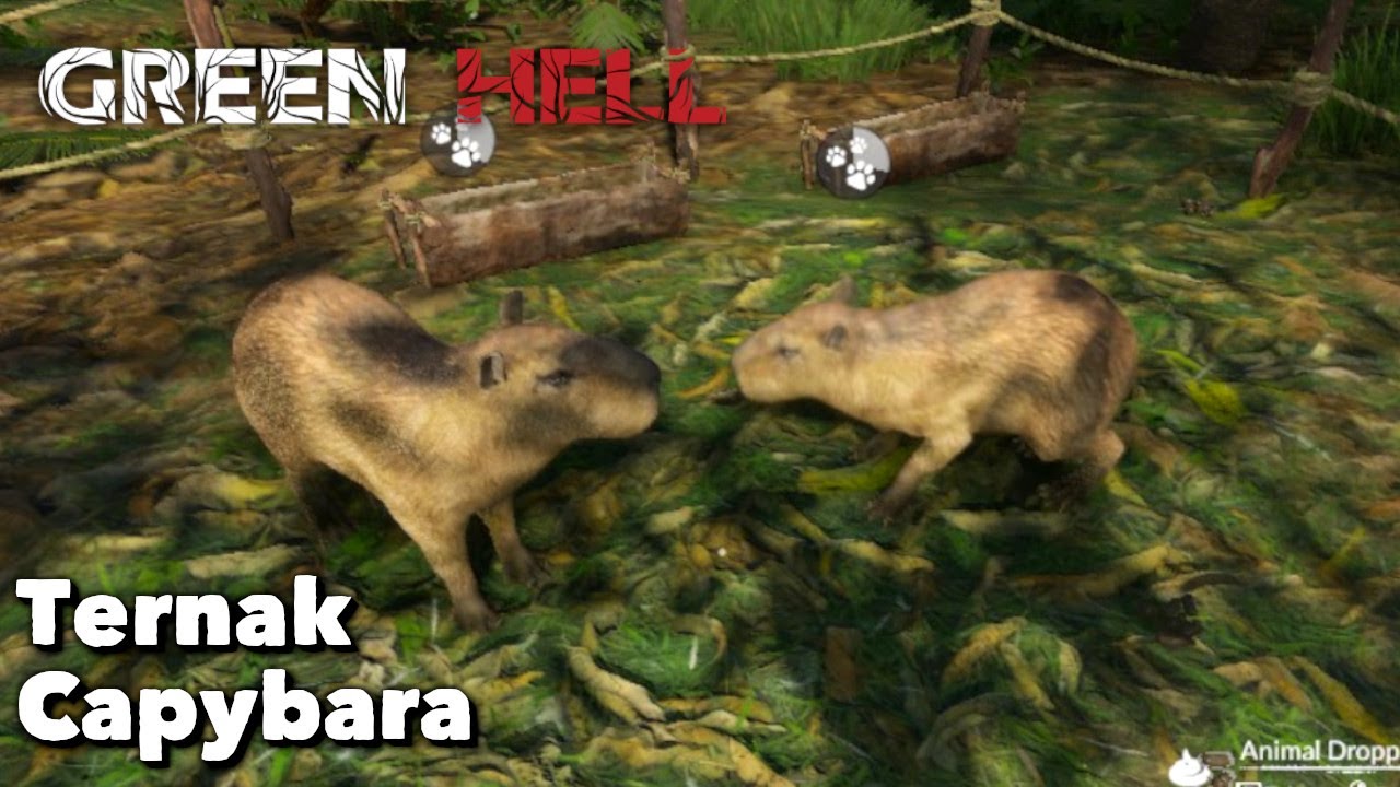 Bikin Kandang Hewan, Kita Ternak Capybara di Hutan Amazon! - Green Hell ...