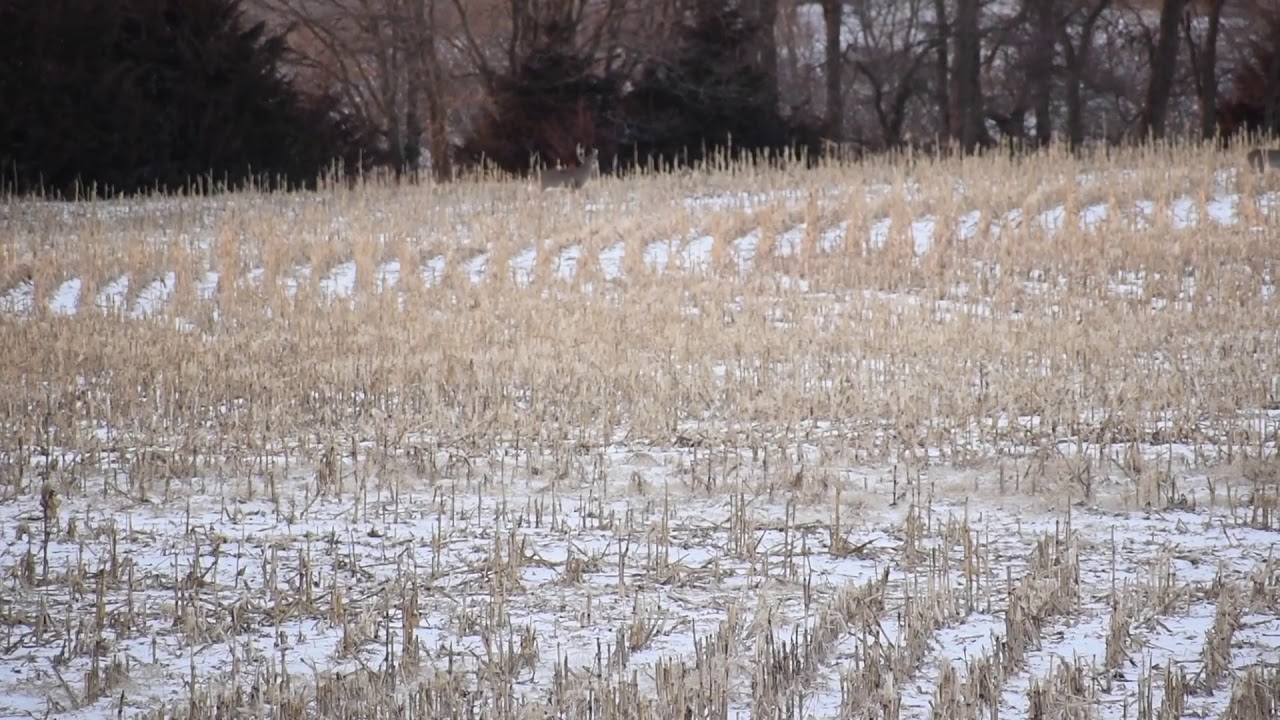 First Deer Down On The Farm In 2020!! - YouTube