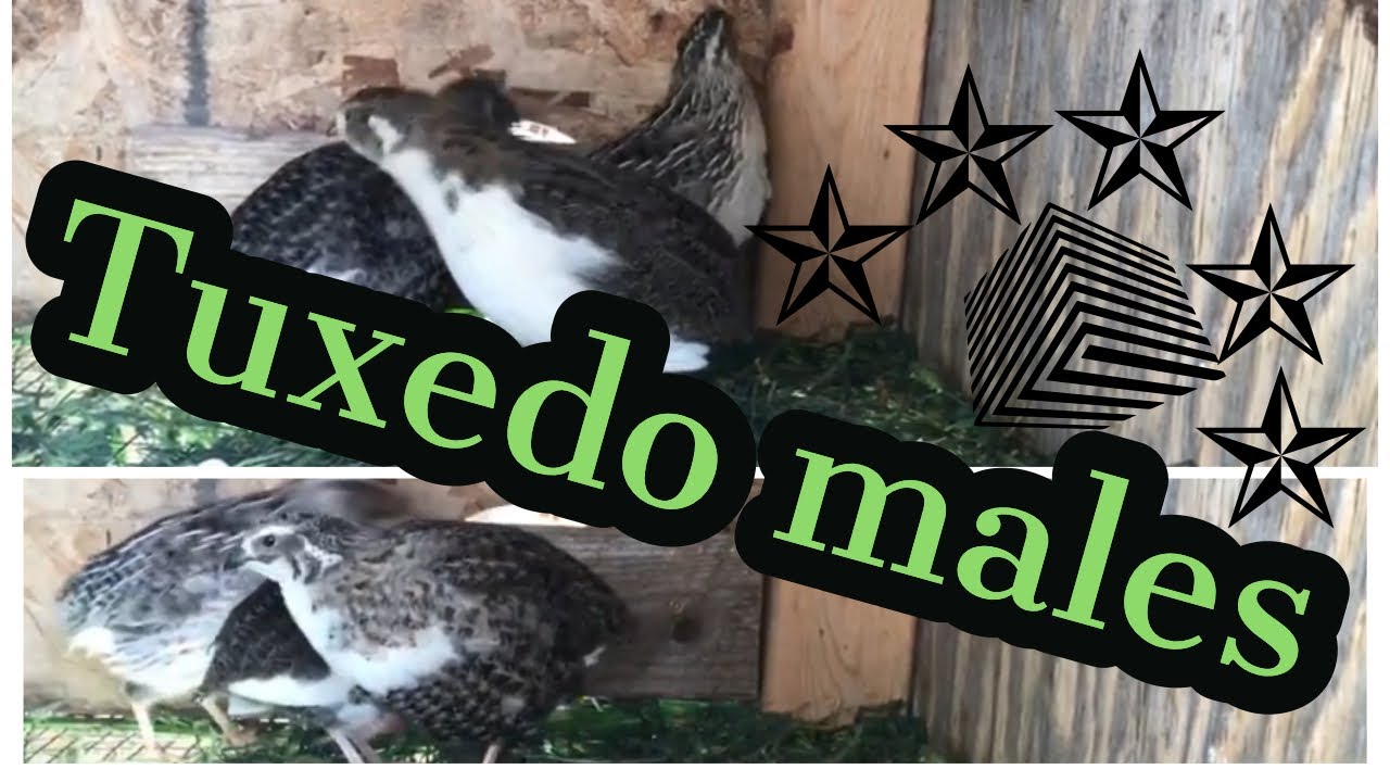 Codorna Tuxedo machos - YouTube