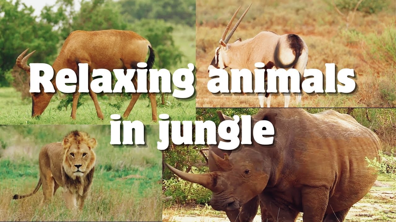 Relaxing animals in jungle #animals #jungle #junglebook #viral # ...