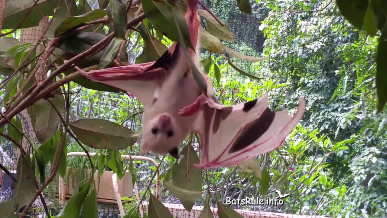 Bat Rehab | Rare Leucistic baby, orphaned rescued, Megabat Grey-headed ...