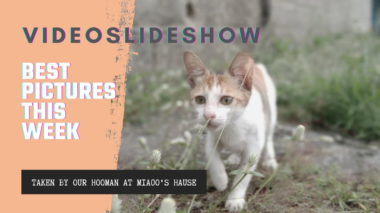 Video slideshow Best cats pictures this week - YouTube