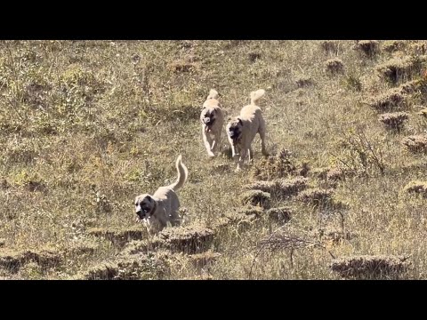 VAY BAŞIMIZA GELENLER ! AZATI ÖYLE BİR YERDE TUTTUM Kİ BU KÖPEĞİ GÖRÜNCE BAYILACAKSINIZ 