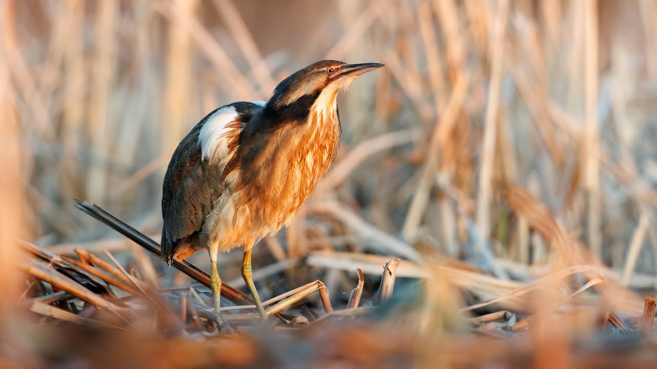 Male American Bittern's Intricate Mating Dance for a Female - YouTube