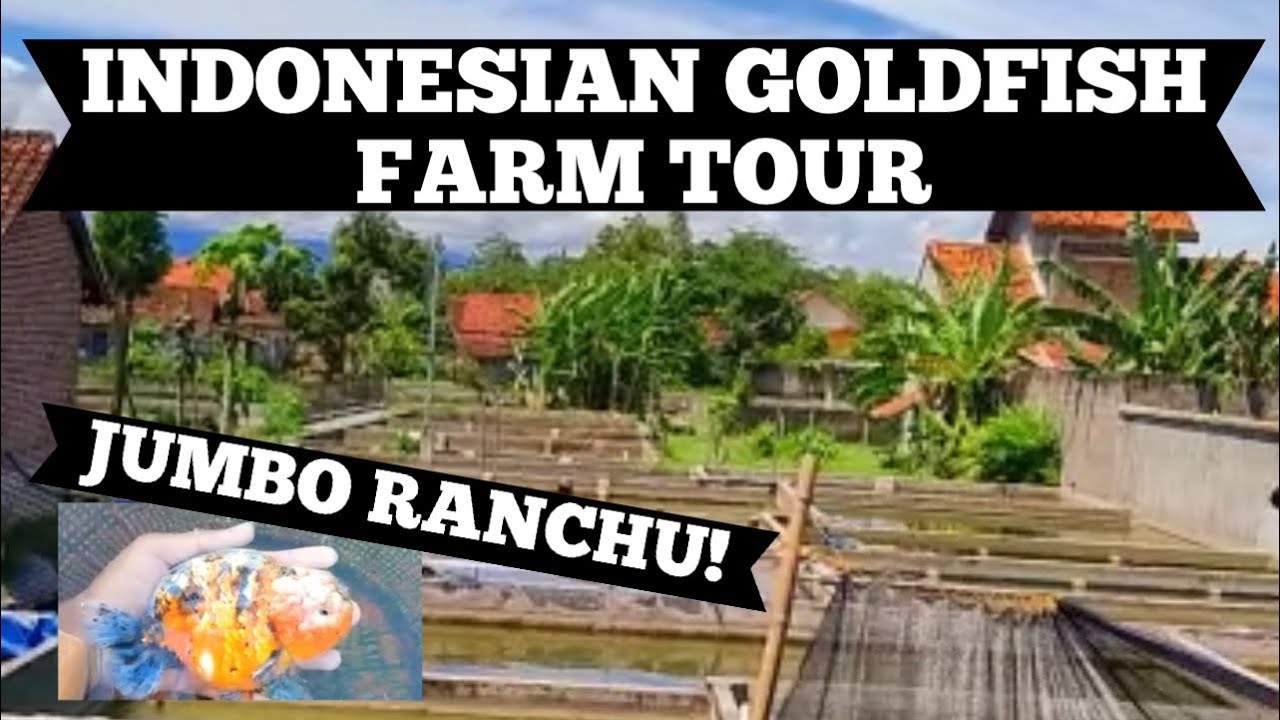 Goldfish Farm Tour! JUMBO Ranchu! Walk around tour! - YouTube