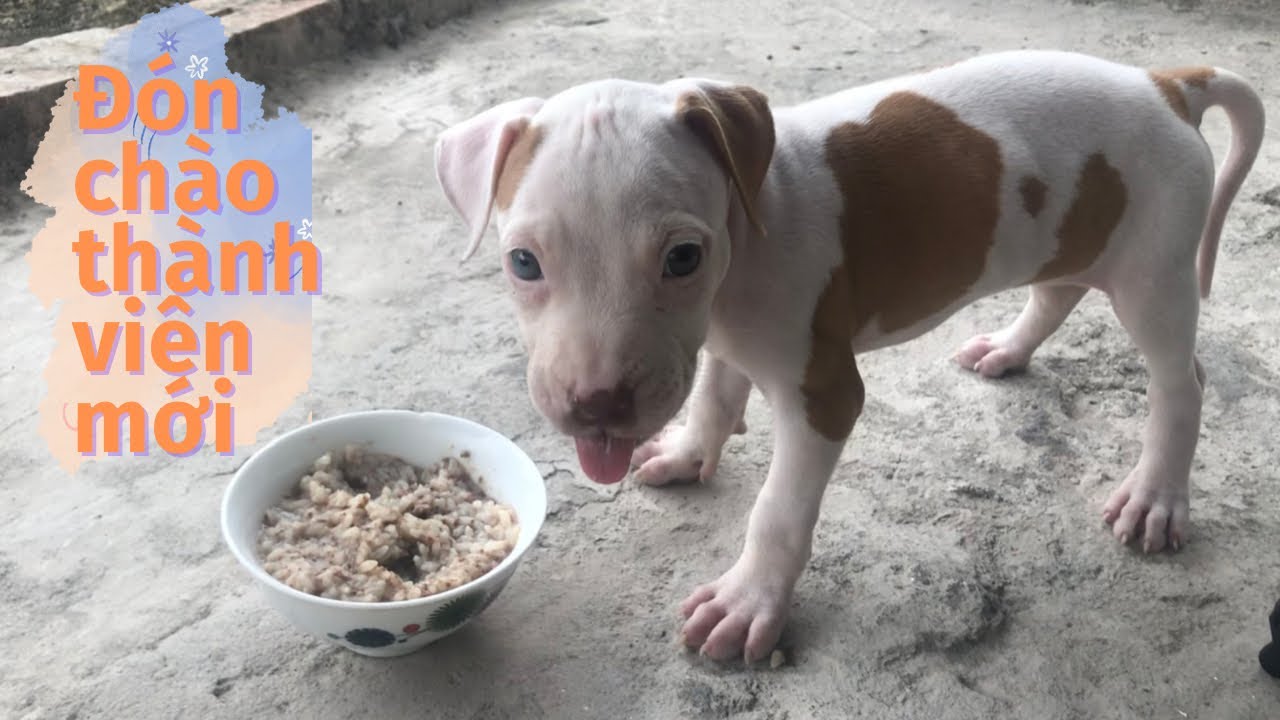 Giới thiệu thành viên mới - Chú chó Bandog | Bandog breed - YouTube