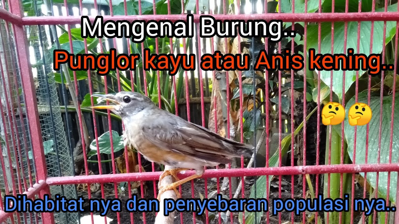 Mengenal Burung punglor kayu&Anis kuning di habitat nya yang belum ...