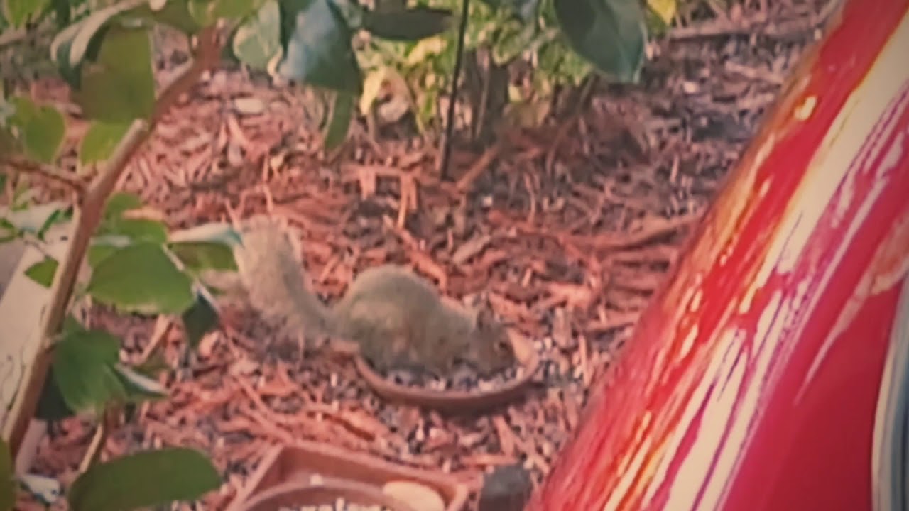 Saturday Squirrels and I - YouTube