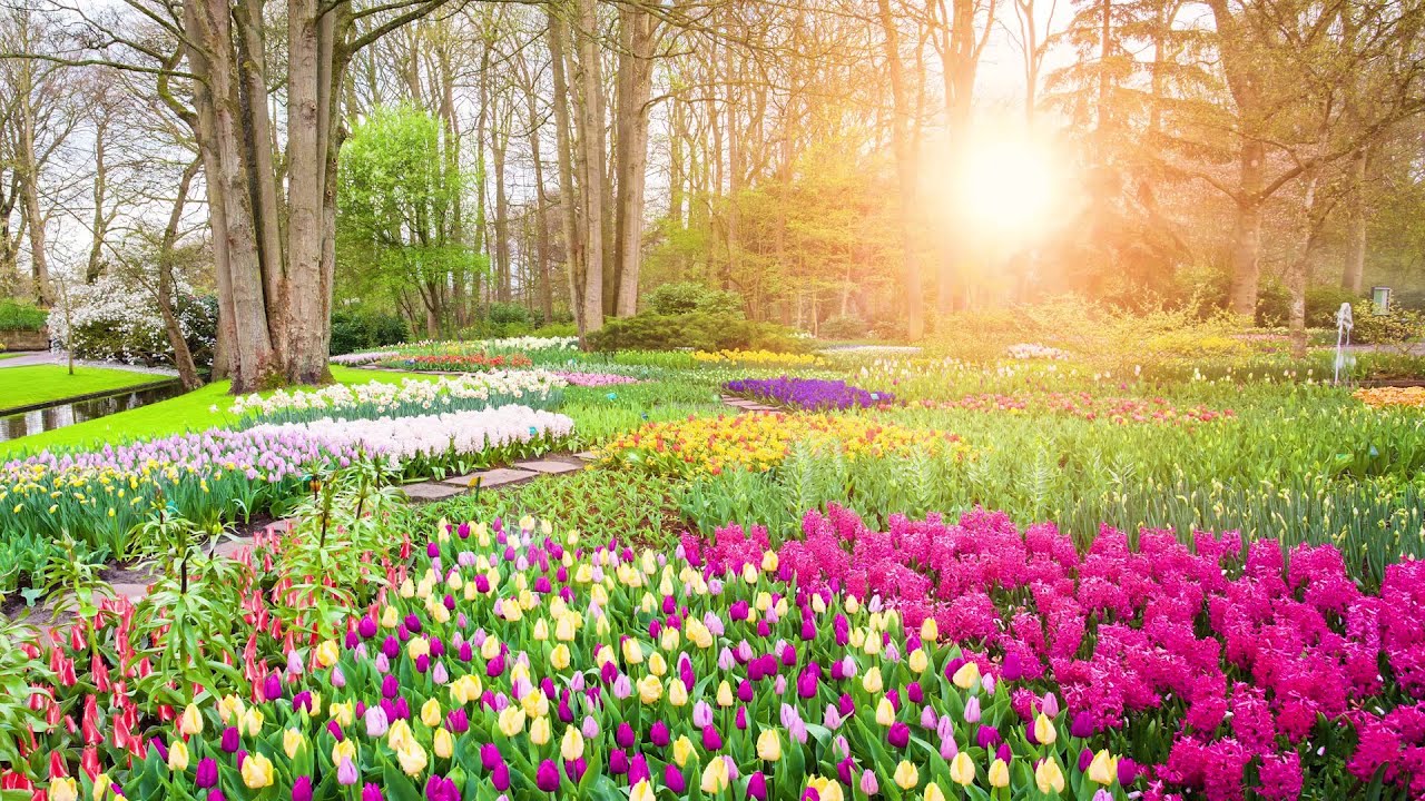 Spring at the tulip garden - bird song and sunshine - YouTube