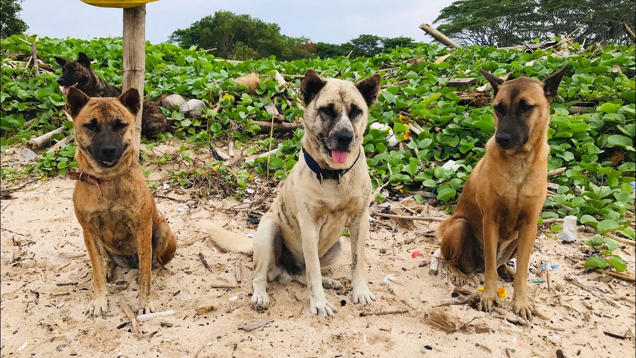The Plight of Beach Dogs: A Story of Survival. - YouTube